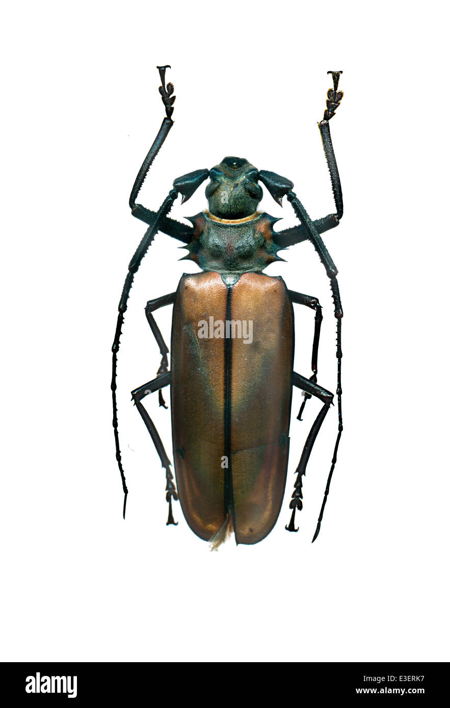 Callipogon hi-res stock photography and images - Alamy