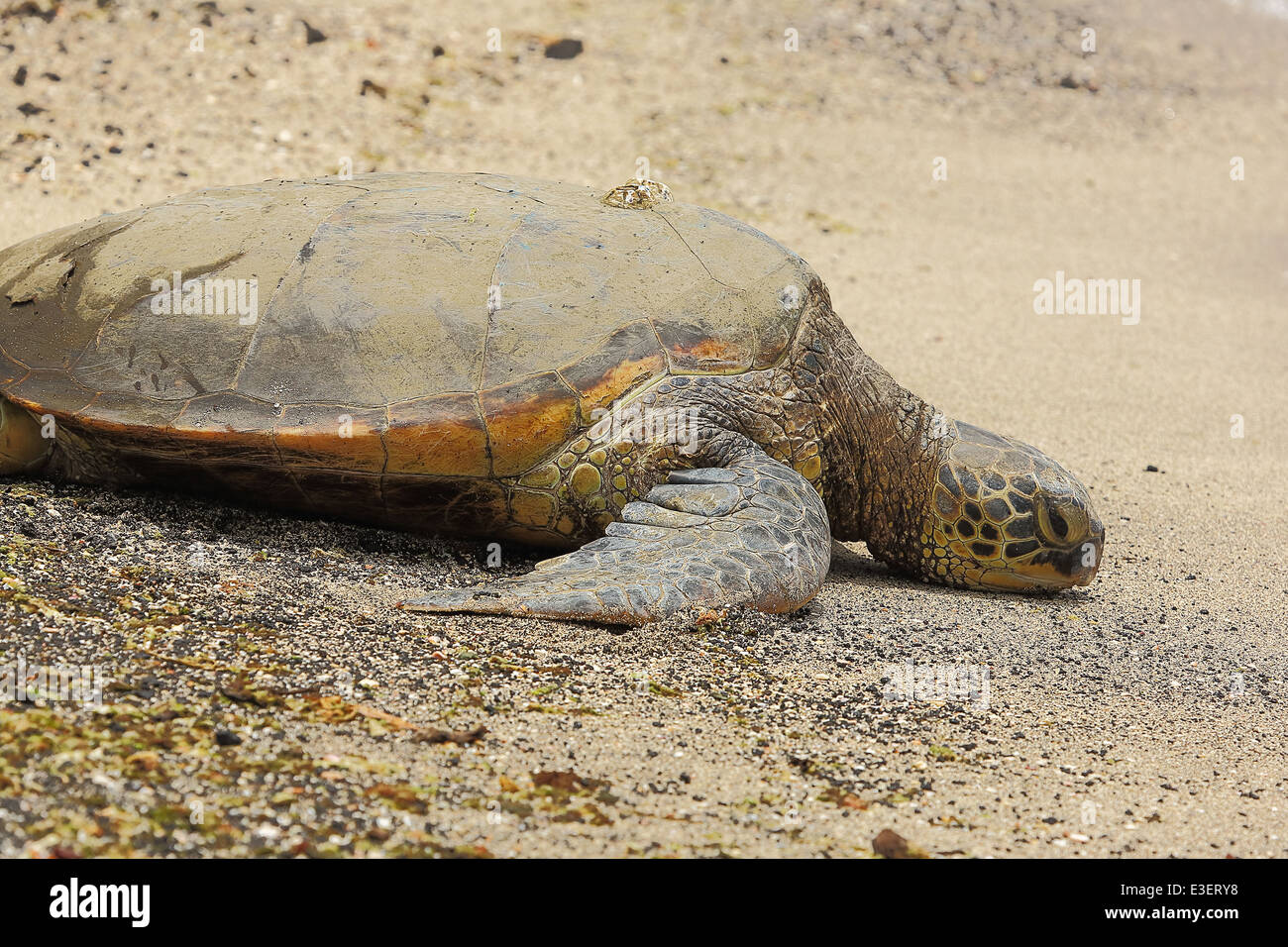 Beautiful endangered green sea turtle resting on the beach in Hawai'i ...