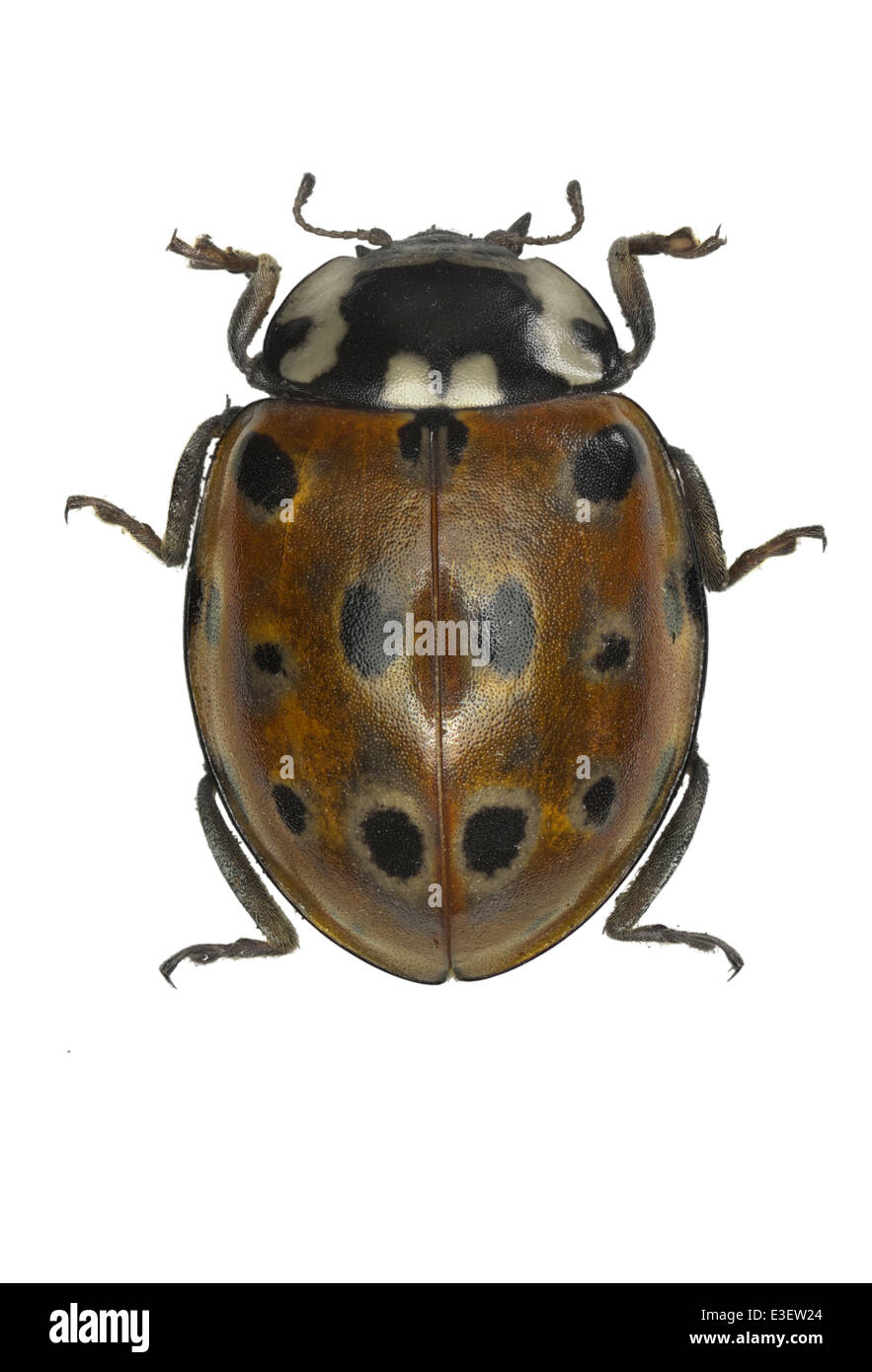 Coleoptera; Coccinellidae; Anatis ocellata; Linnaeus 1753; Eyed Ladybug ...