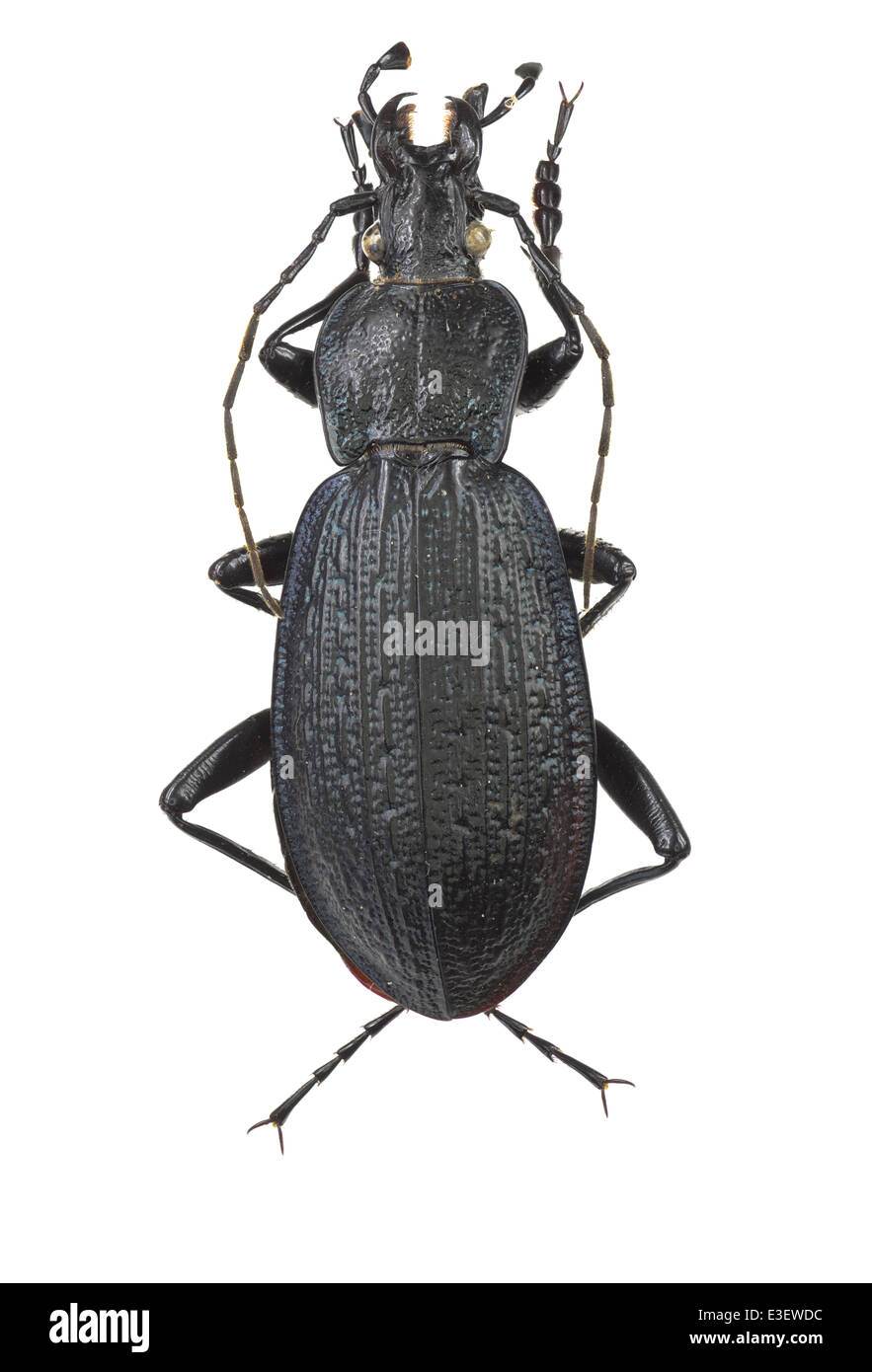 Carabus rugosus hi-res stock photography and images - Alamy