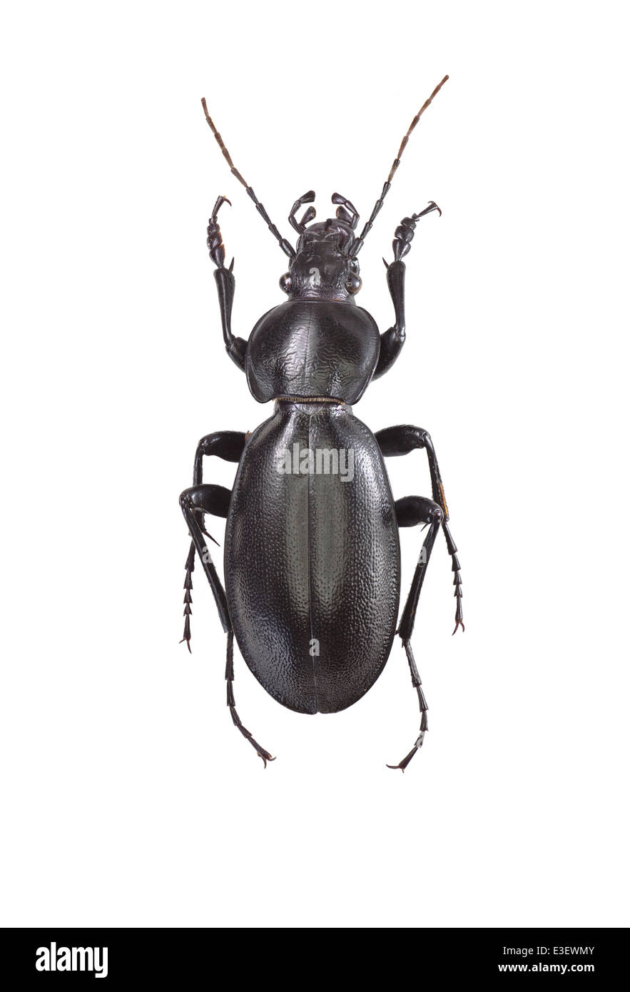 Carabus punctatus hi-res stock photography and images - Alamy