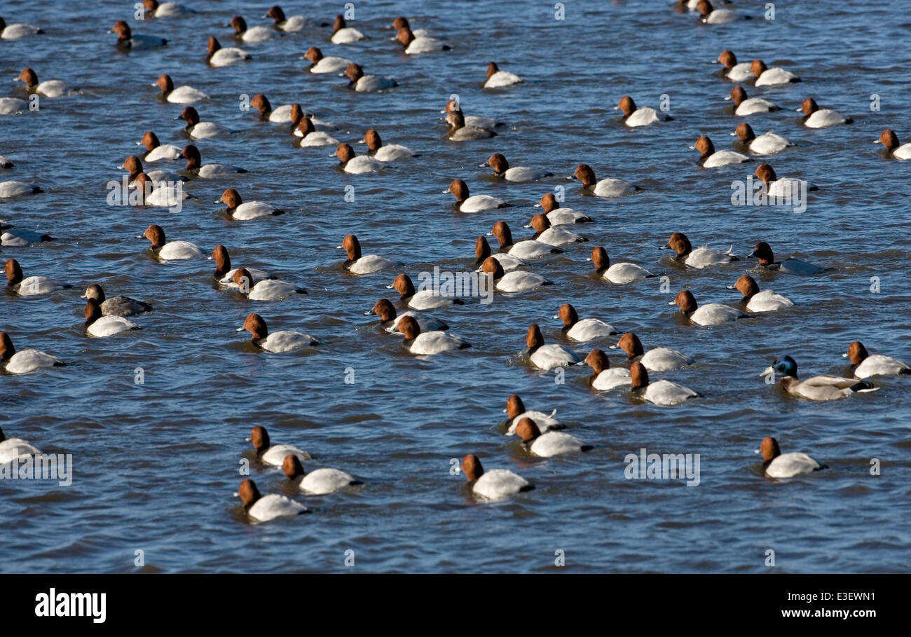 Pochard Aythya farina Stock Photo - Alamy