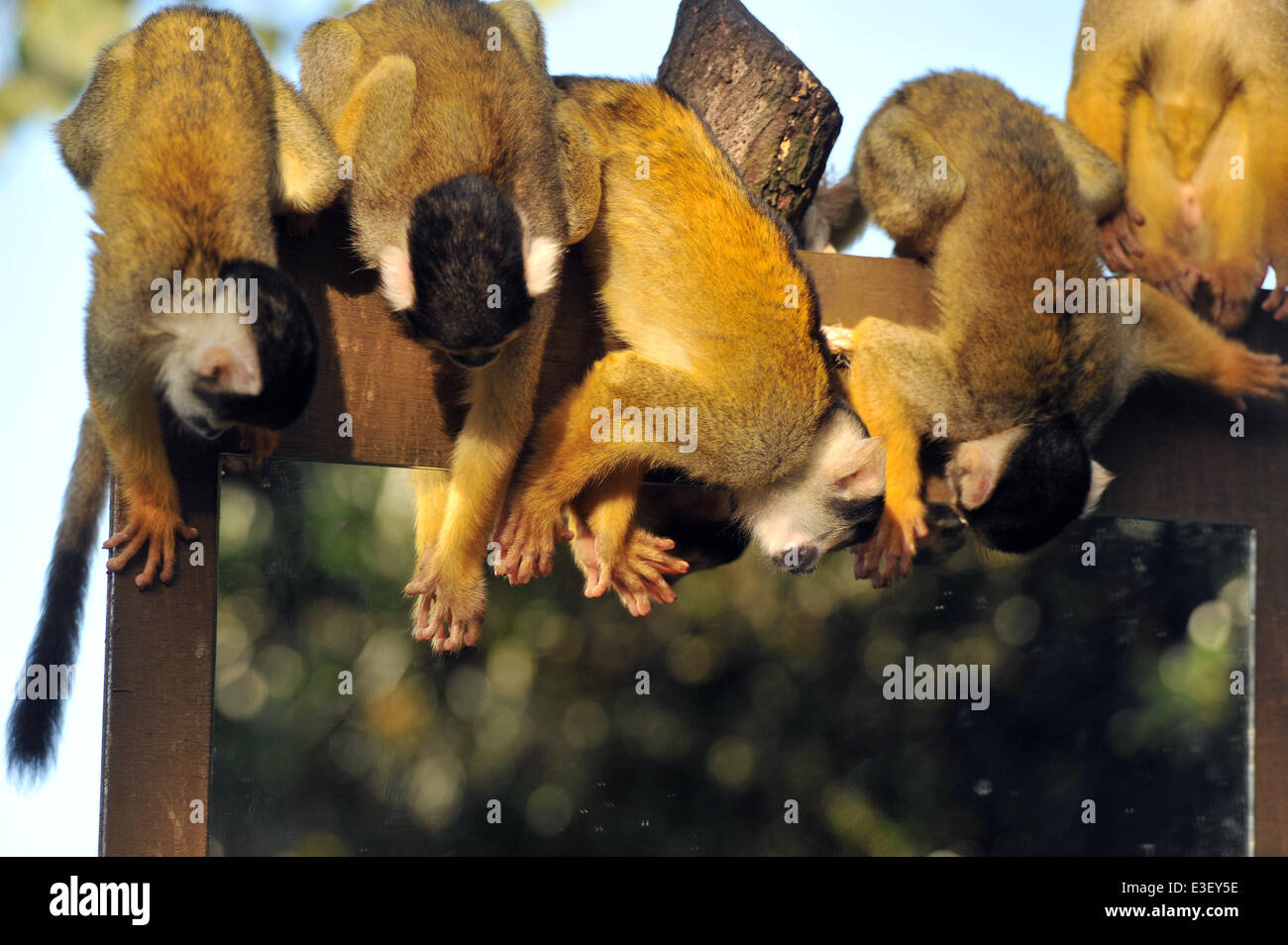 Animals at the ZSL London Zoo are having a lazy autumn morning enjoying ...