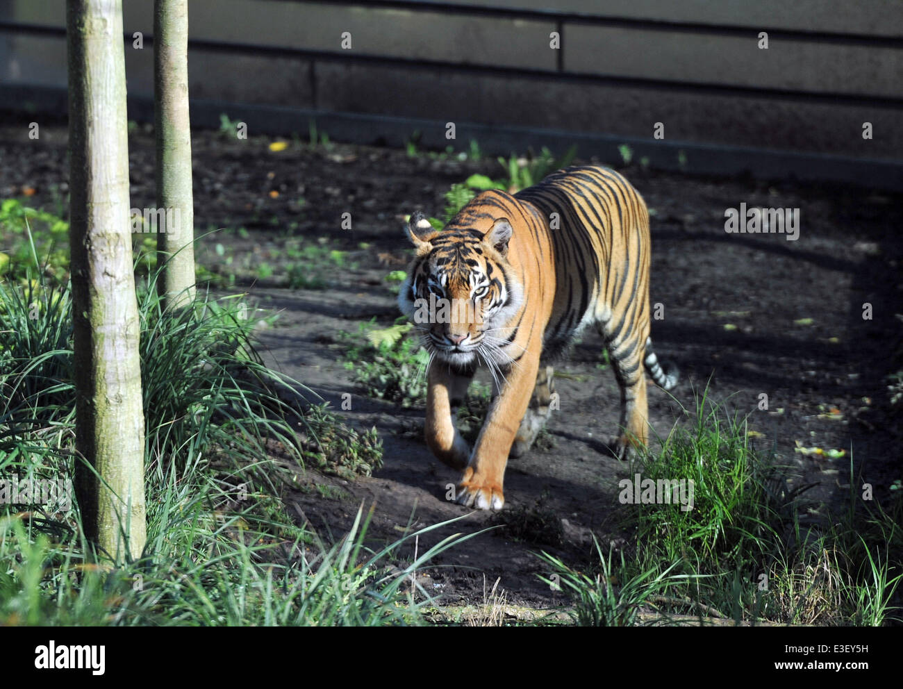 Animals at the ZSL London Zoo are having a lazy autumn morning enjoying ...