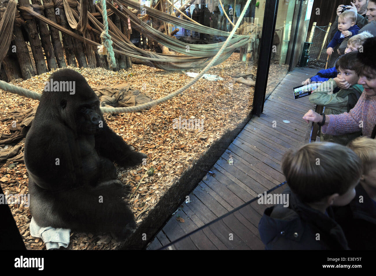 Animals at the ZSL London Zoo are having a lazy autumn morning enjoying ...