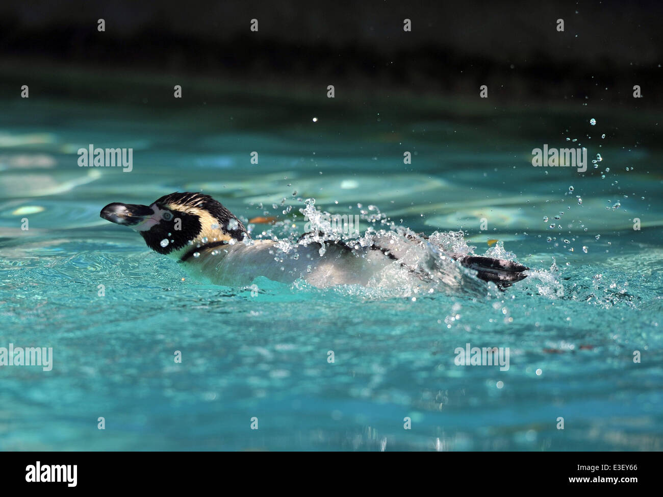 Animals at the ZSL London Zoo are having a lazy autumn morning enjoying ...