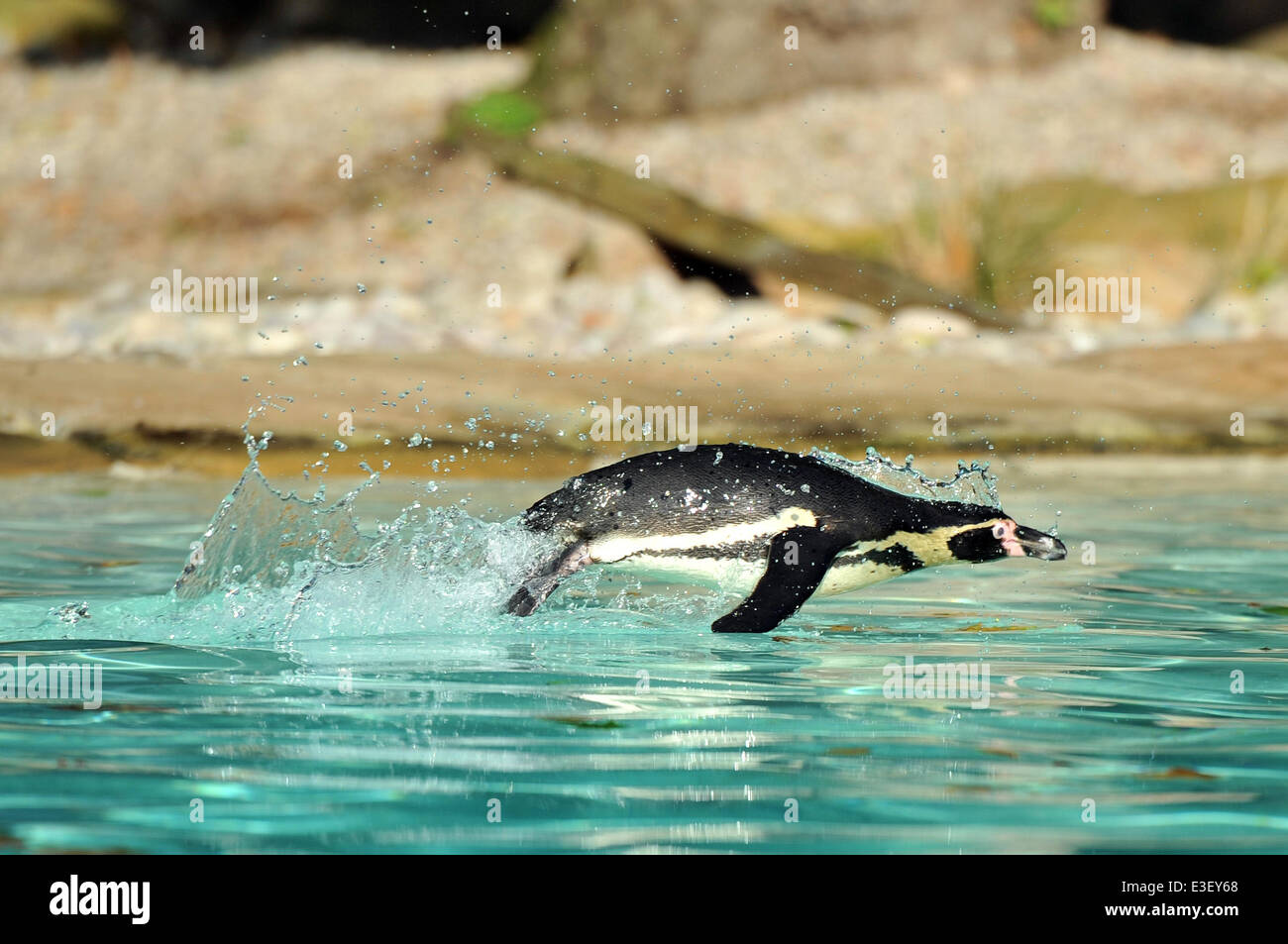 Animals at the ZSL London Zoo are having a lazy autumn morning enjoying ...