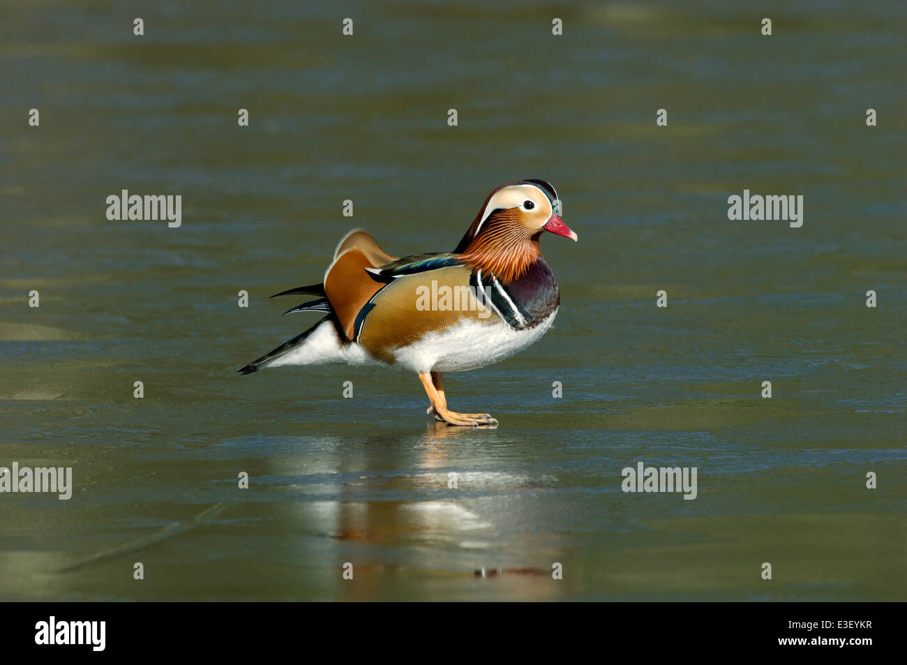 Mandarin Duck Aix galericulata Stock Photo - Alamy