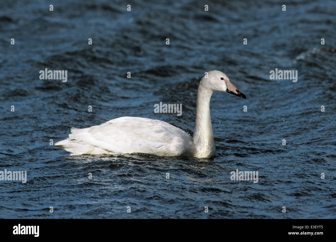 Juvenile bewick's swan hi-res stock photography and images - Alamy