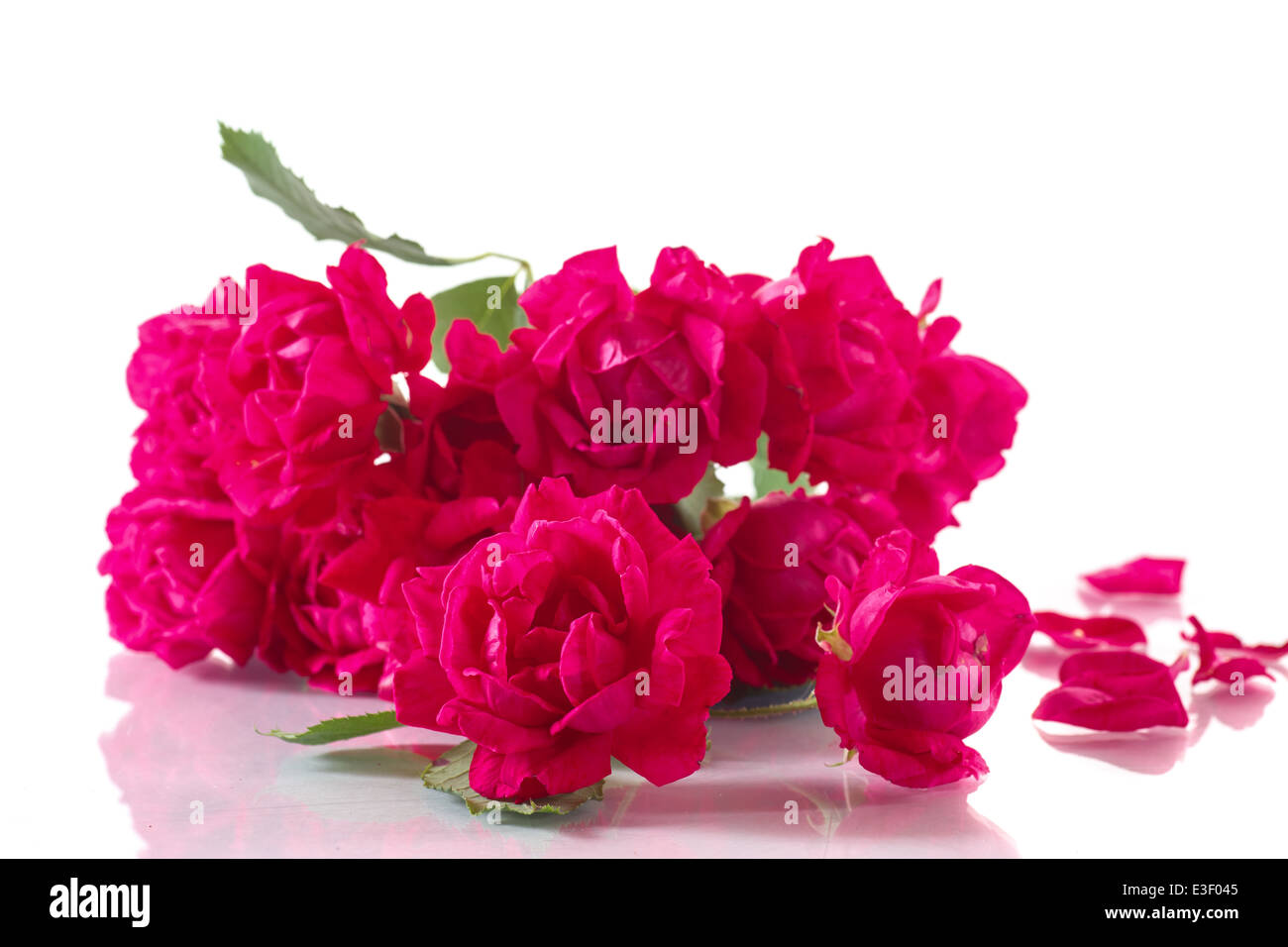 bouquet of red roses on a white background Stock Photo - Alamy