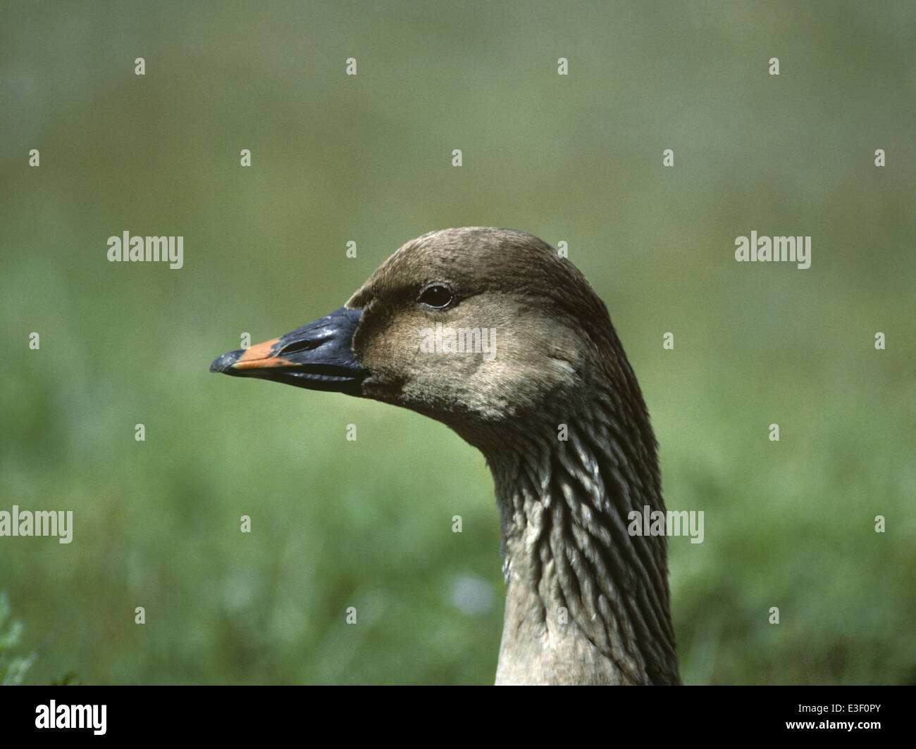 Tundra Bean Goose - Anser fabalis rossicus Stock Photo - Alamy
