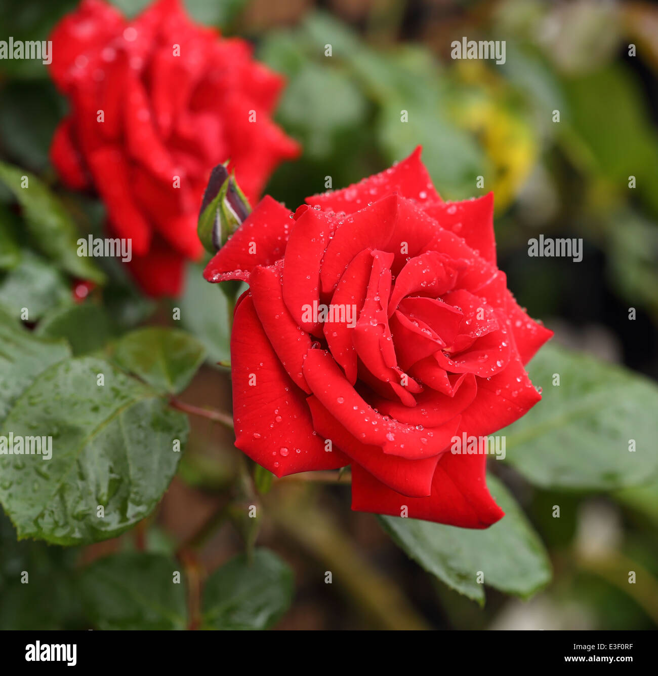 red rose flower plant with water drop Stock Photo - Alamy