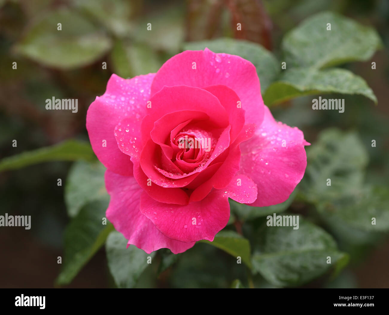pink rose flower plant with water drop Stock Photo - Alamy