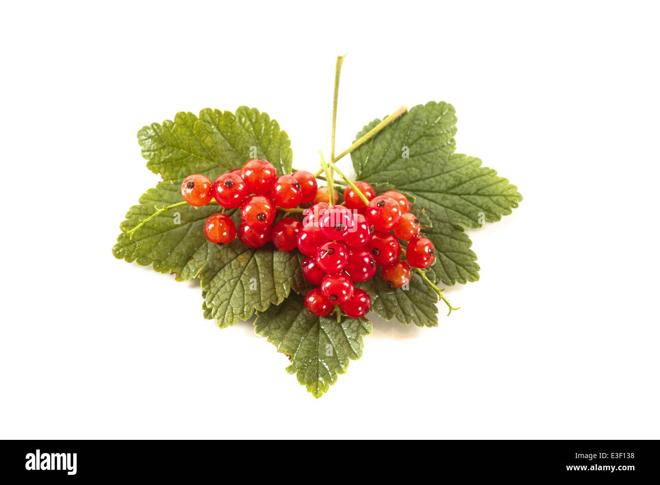 Red currants with green leaf Cut Out Stock Images & Pictures - Alamy