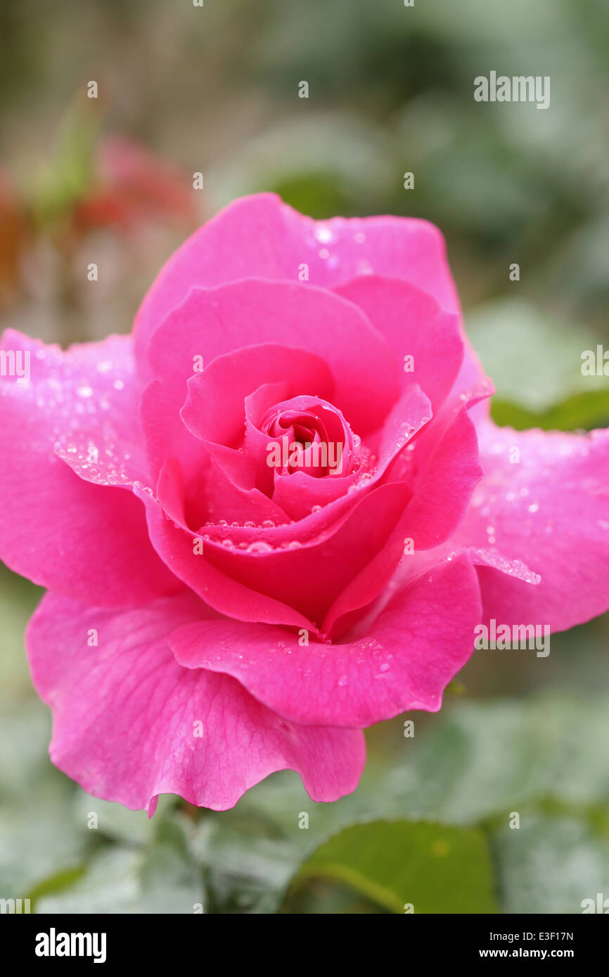 close-up of pink rose flower plant with water drop Stock Photo - Alamy