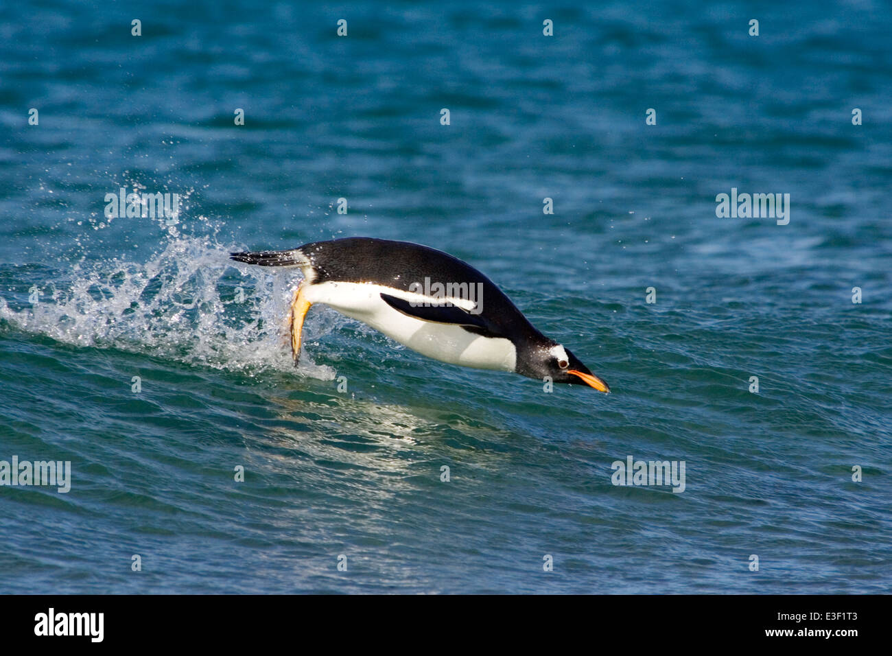 Gentoo penguins swimming hi-res stock photography and images - Alamy
