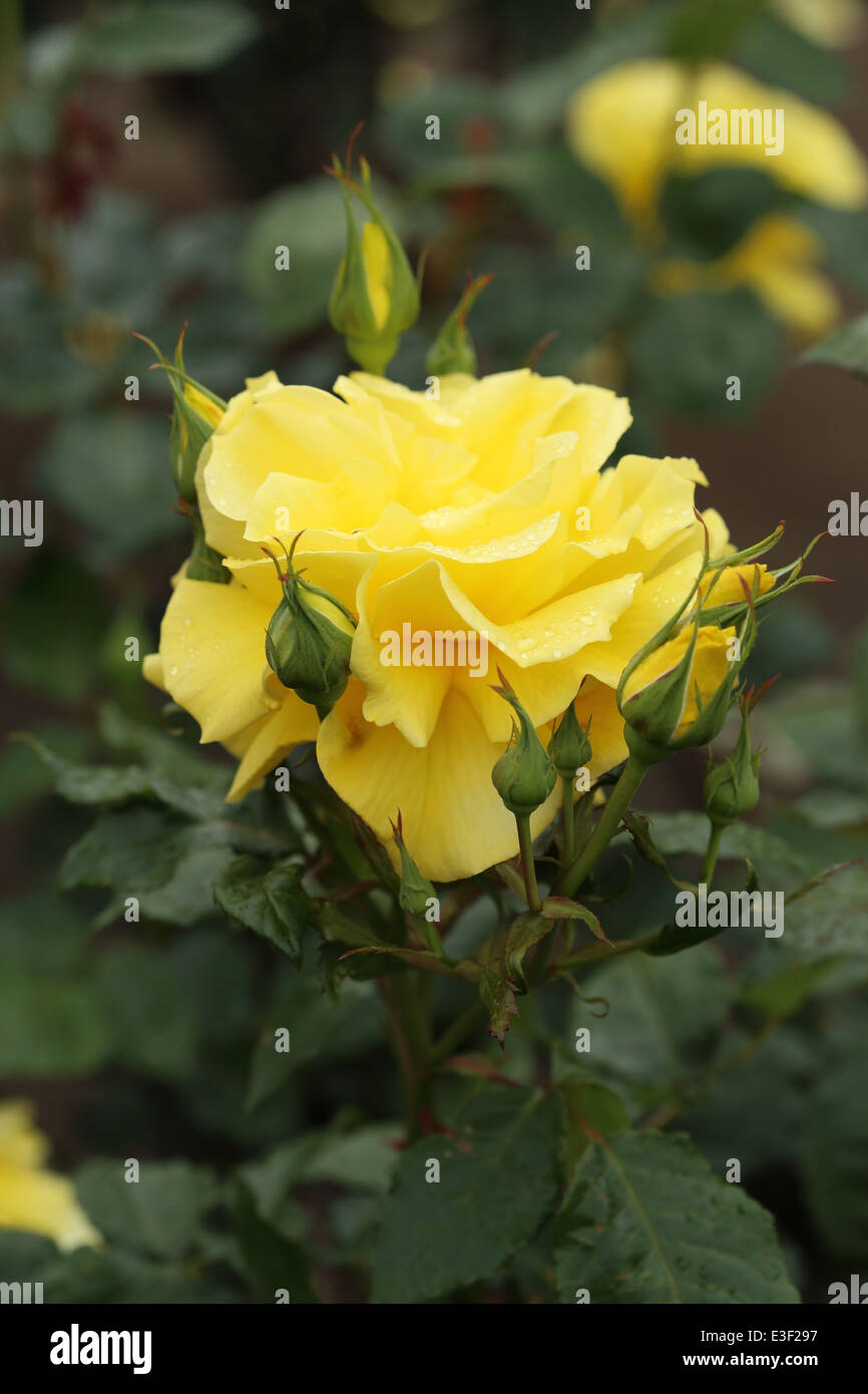 yellow rose flower plant with water drop Stock Photo - Alamy