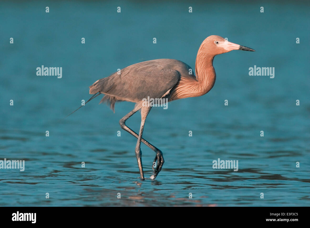 Reddish Egret - Egretta rufescens Stock Photo - Alamy