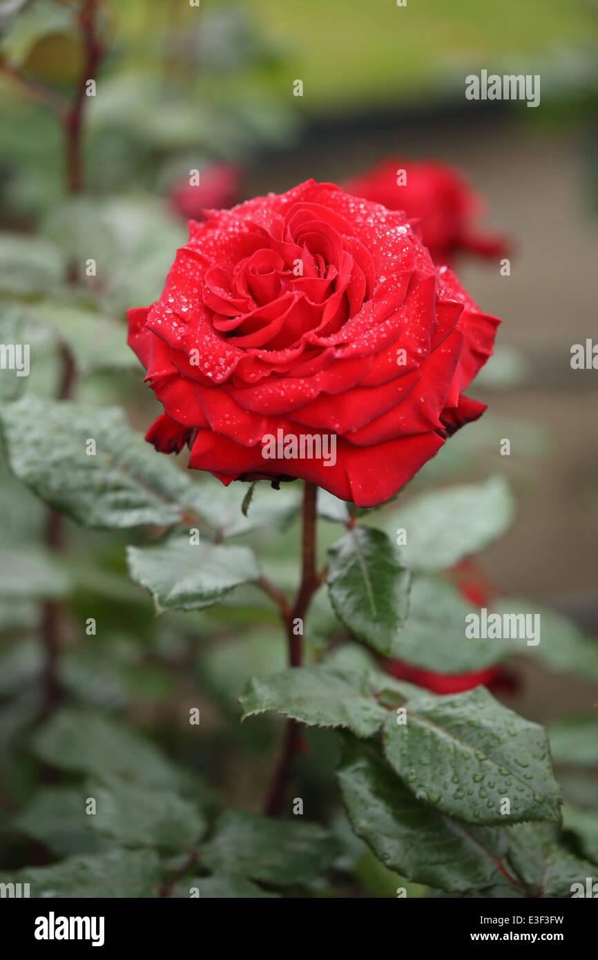red rose flower plant with water drop Stock Photo - Alamy