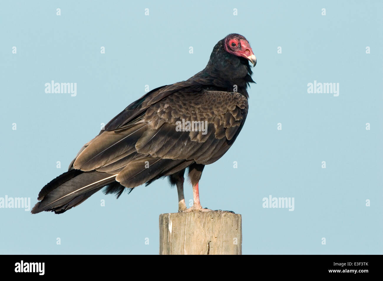 North american vultures hi-res stock photography and images - Alamy