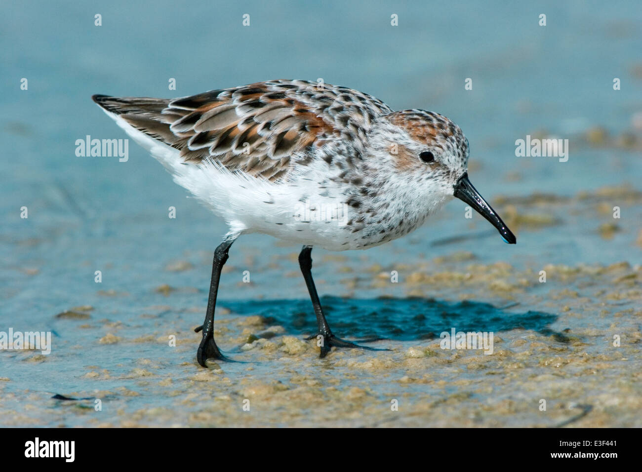 Western Sandpiper - Calidris mauri Stock Photo - Alamy