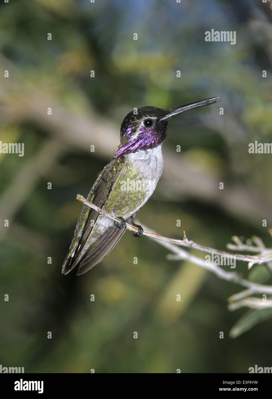Hummingbird calypte hi-res stock photography and images - Alamy