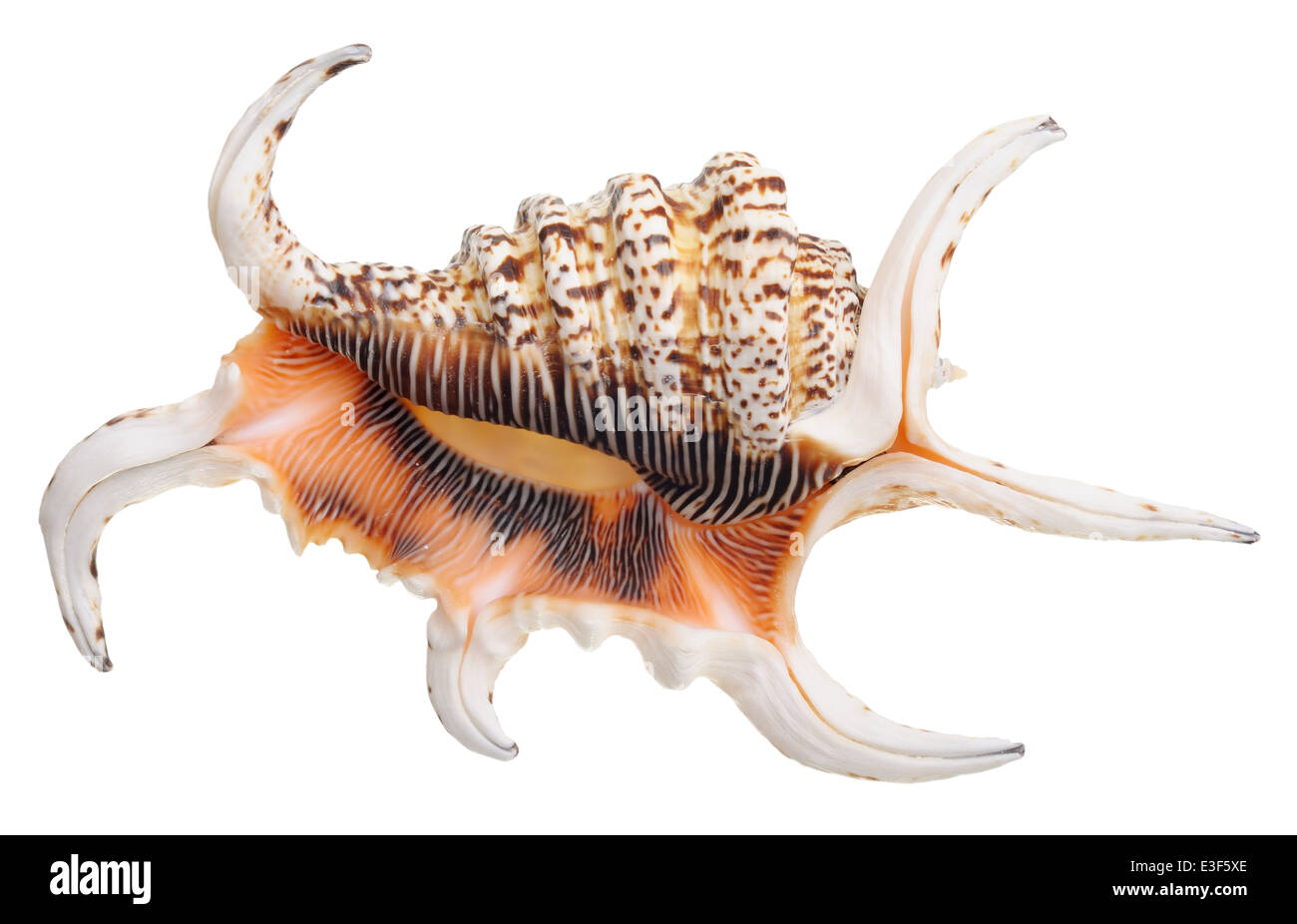 shell with long spikes, isolated on white background Stock Photo - Alamy
