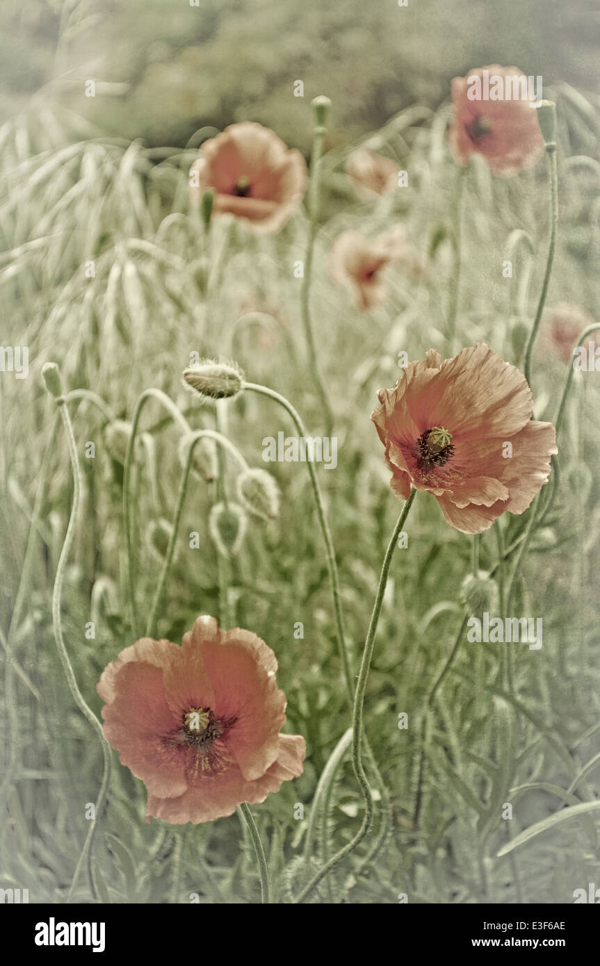 Spring Poppies in field Stock Photo - Alamy