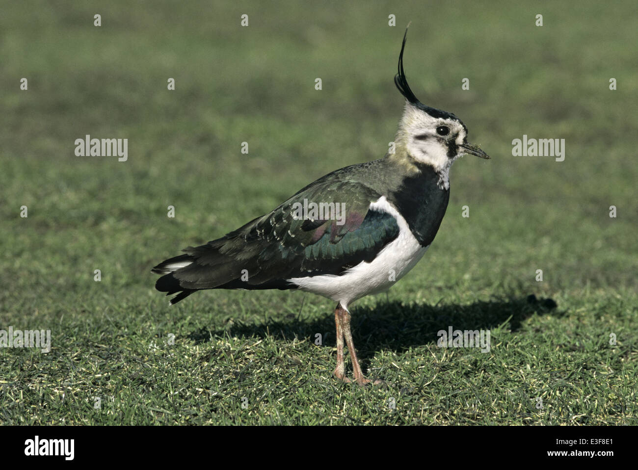 Standing lapwing hi-res stock photography and images - Alamy