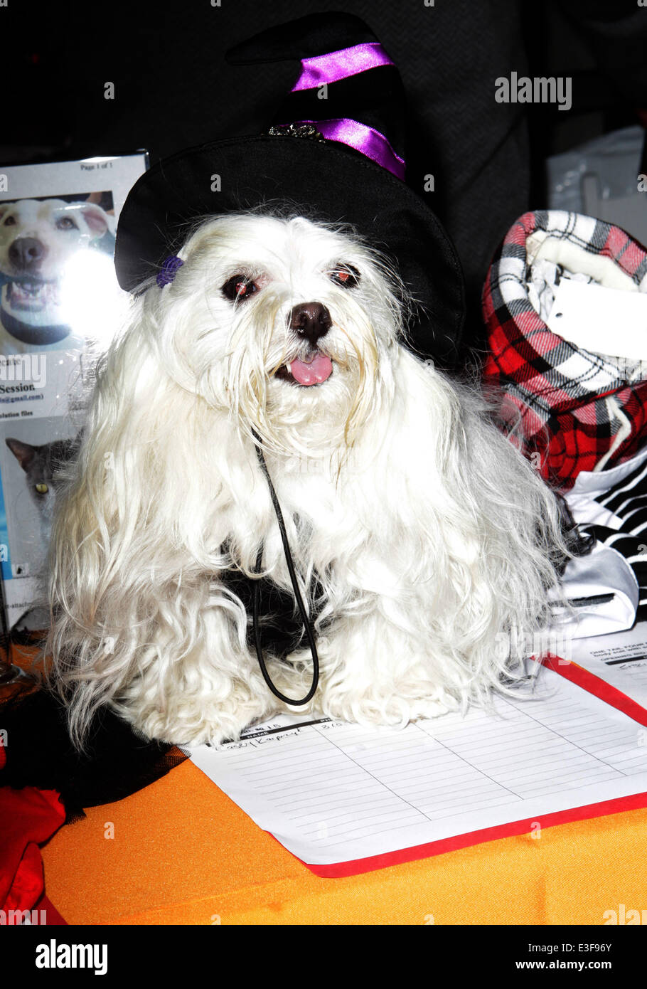 The Amanda Foundation's Annual Bow Wow Beverly Hills Halloween Event at ...