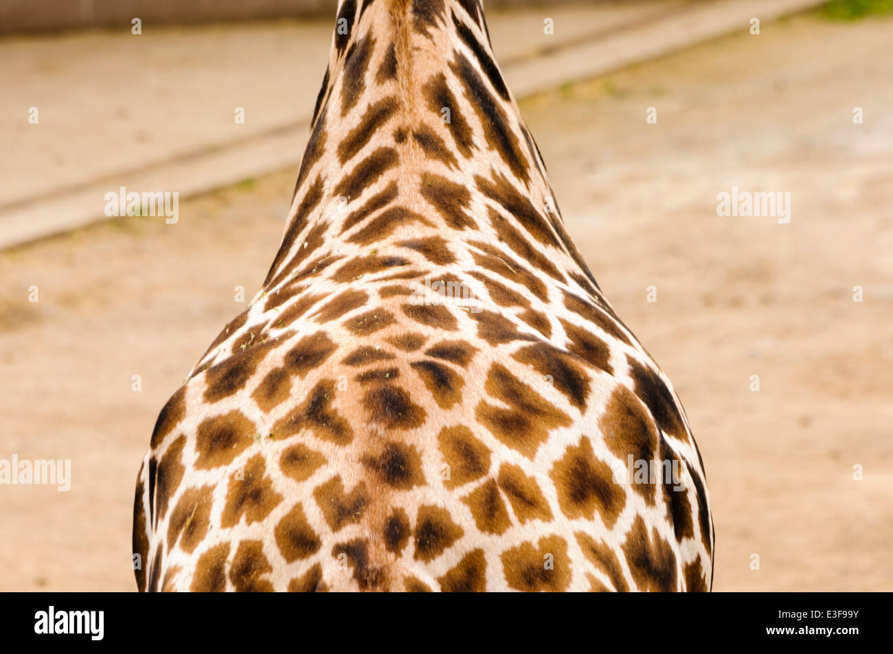 Back of a Giraffe (Giraffa camelopardalis Stock Photo - Alamy