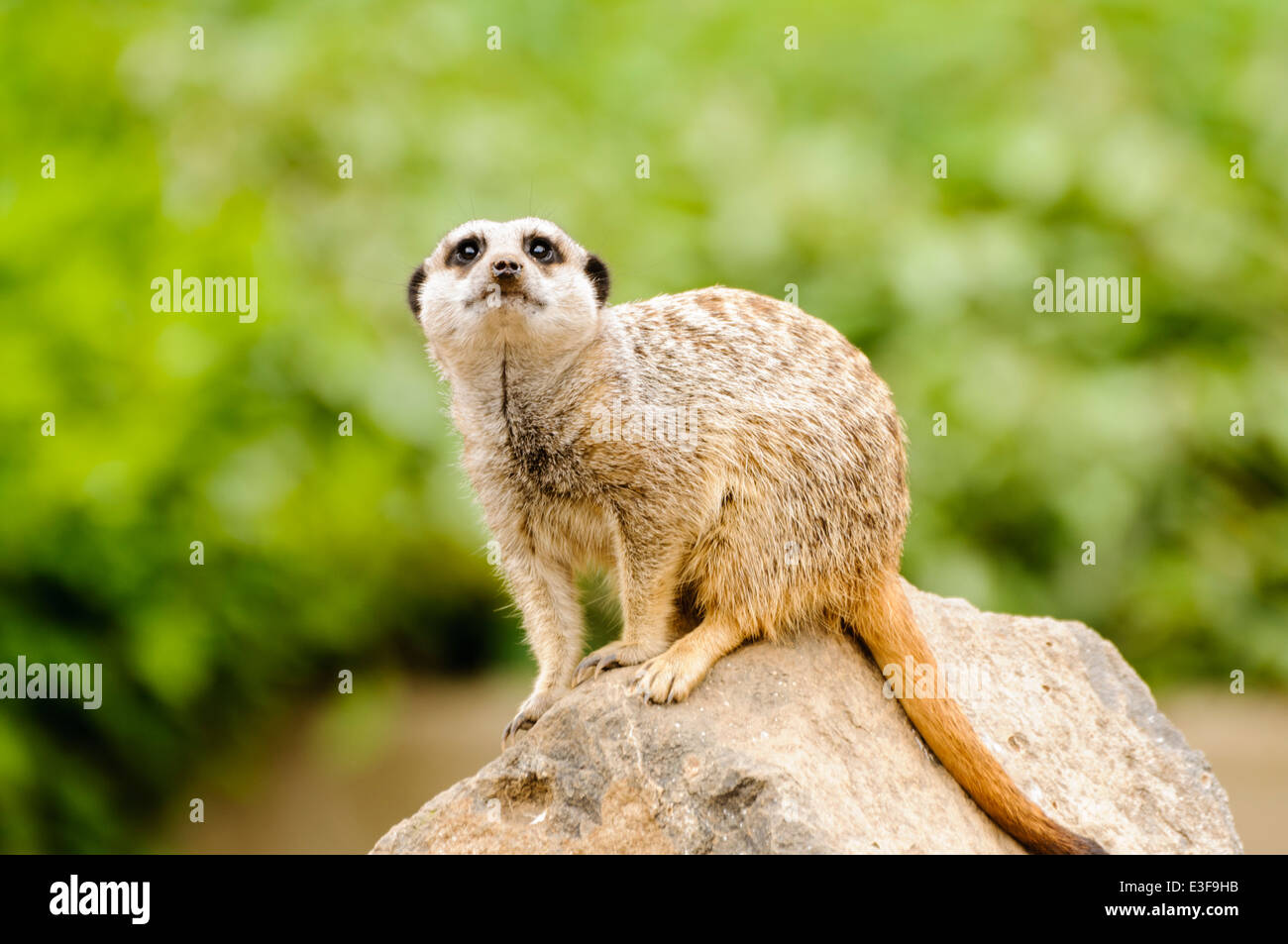 Danger looking standing legs hi-res stock photography and images - Alamy