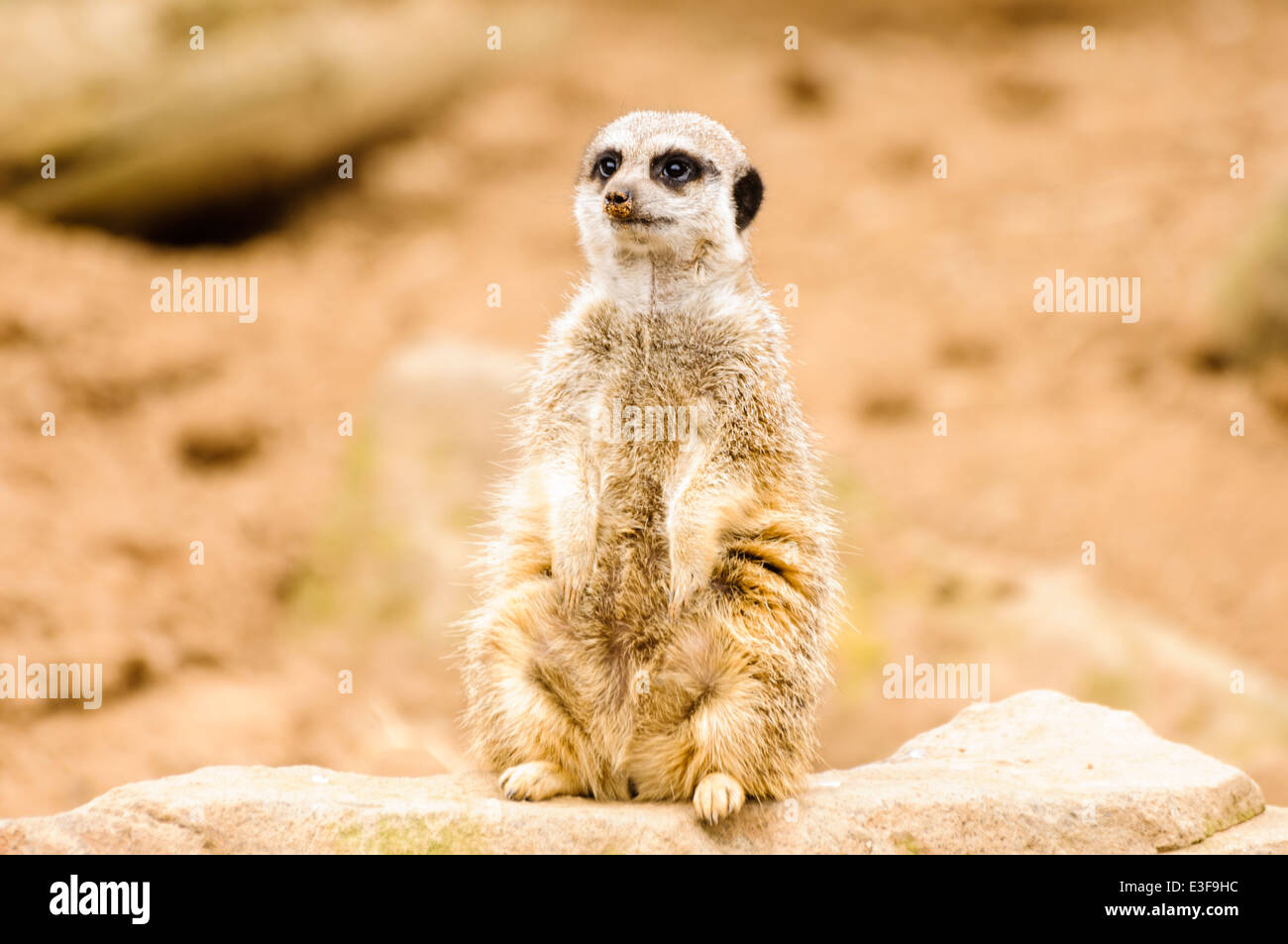 Standing meerkats suricatta suricata hi-res stock photography and ...