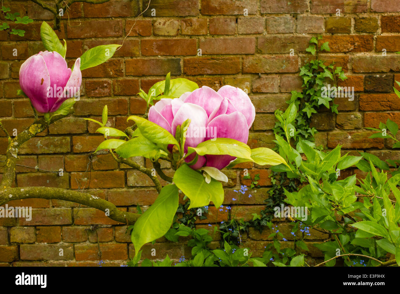 Spetchley park gardens hi-res stock photography and images - Alamy