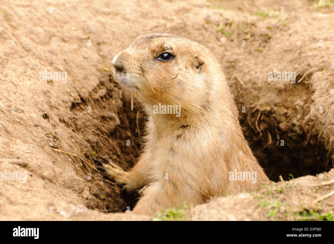 Prairie dog burrow underground hi-res stock photography and images - Alamy