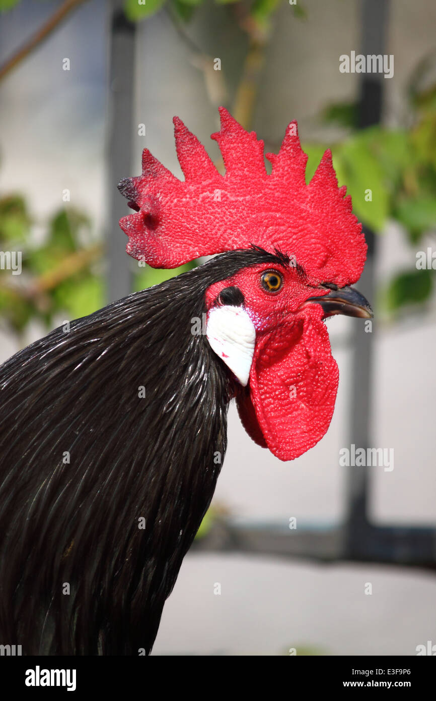 Close up portrait of a Red Combed Rooster Stock Photo - Alamy