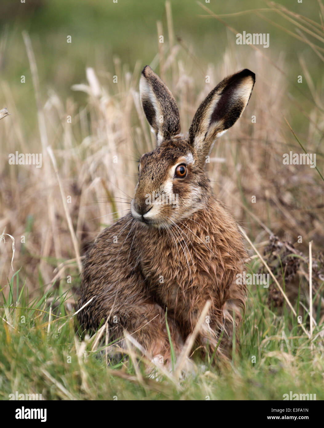 Male hare hi-res stock photography and images - Alamy