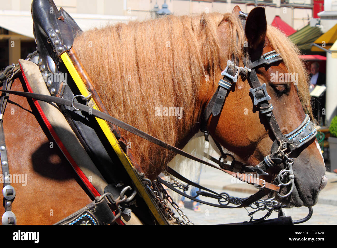 Brown Horse Dragging A Carriage Stock Photo Alamy brown-horse-dragging-a-carriage-stock-photo-alamy