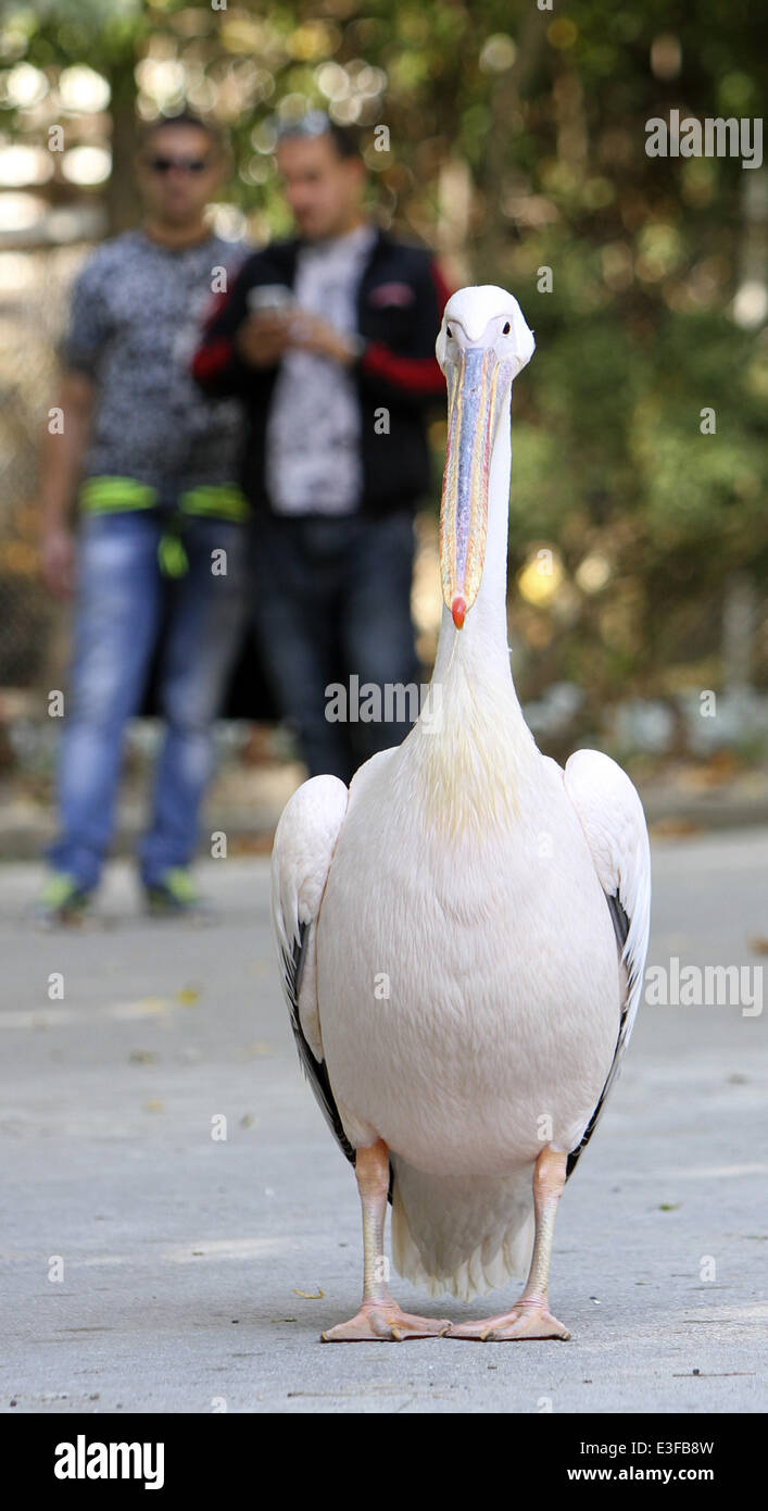 A food-loving pelican named Gruio has escaped from it's enclosure from ...