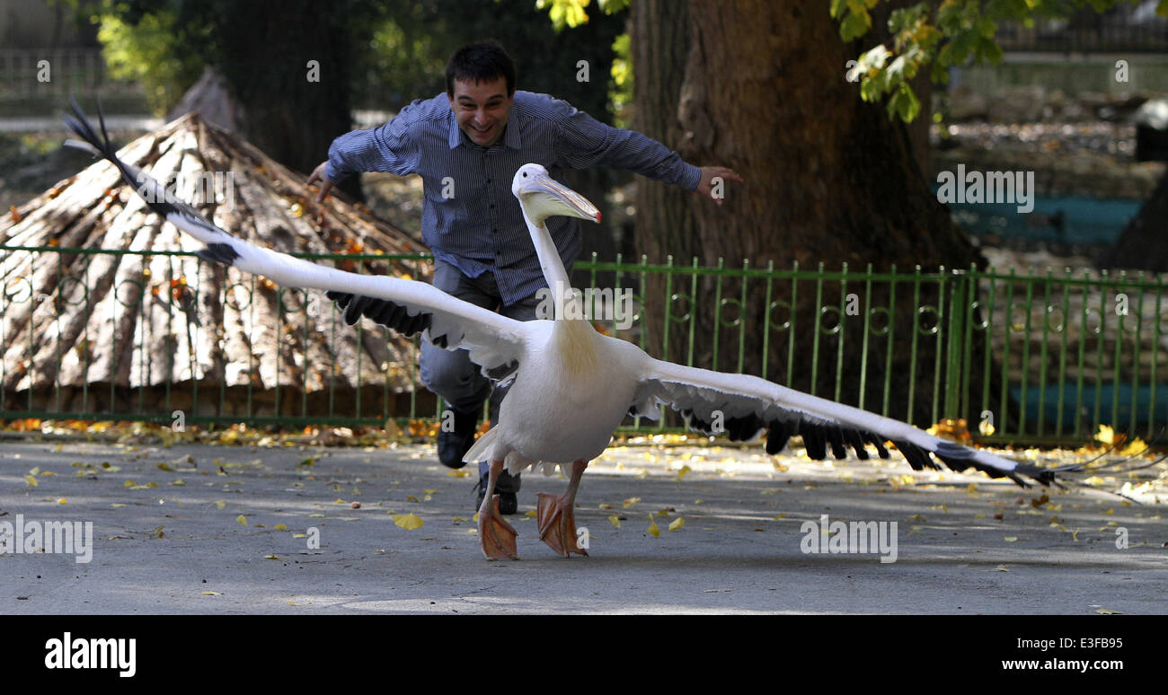 A food-loving pelican named Gruio has escaped from it's enclosure from ...