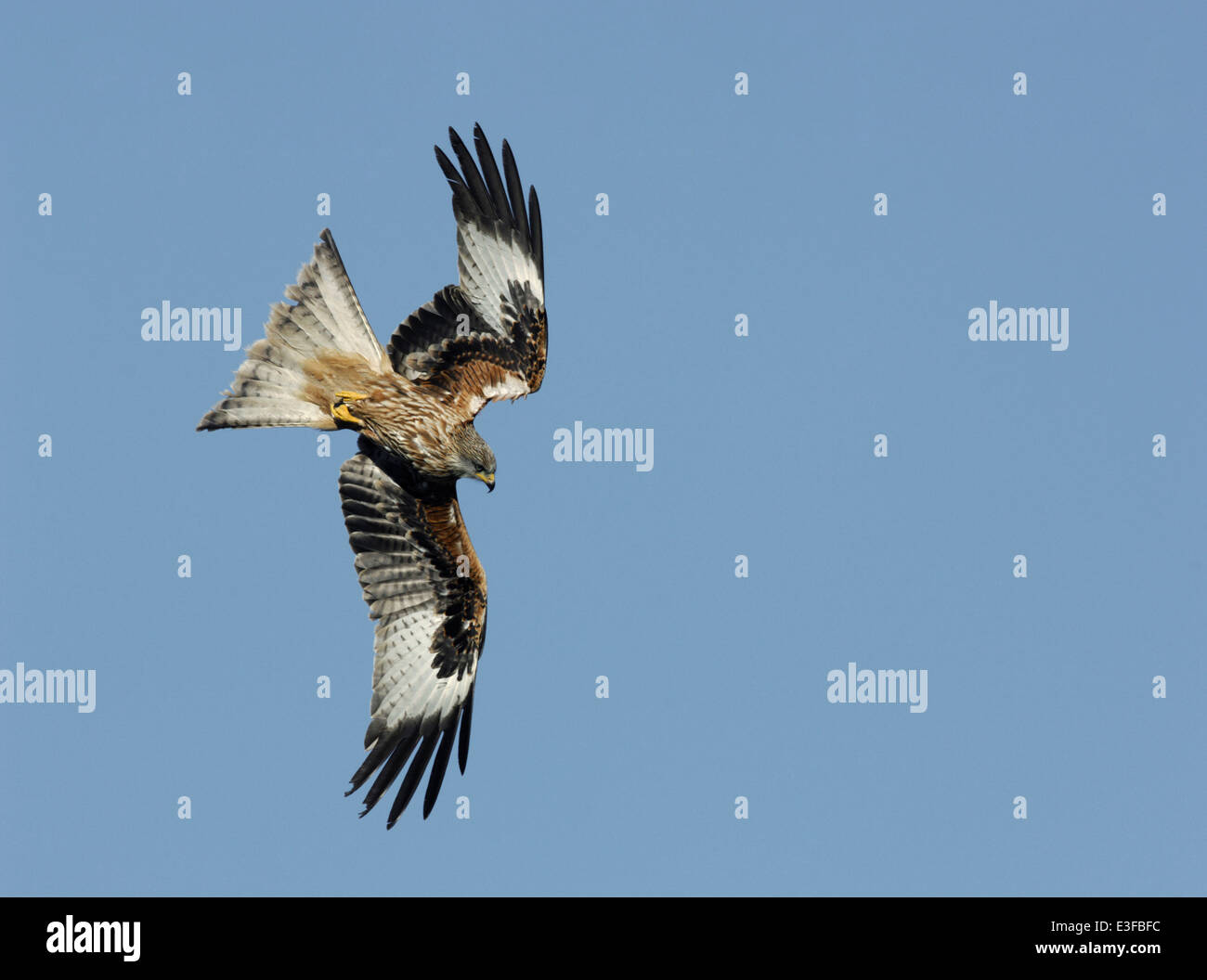 Red Kite Milvus milvus Stock Photo - Alamy