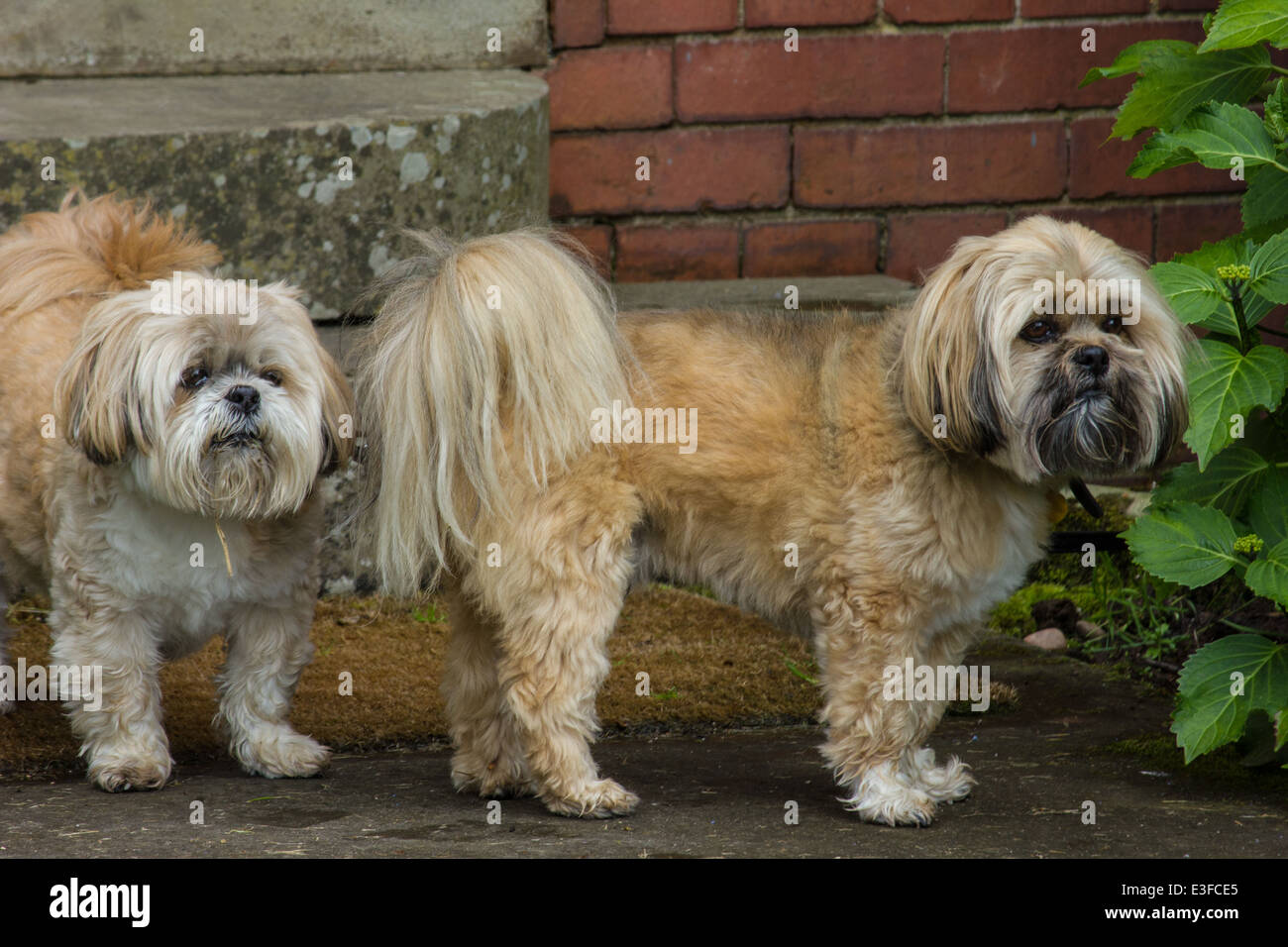 Wightwick Manor is a Victorian manor house located on Wightwick Bank ...