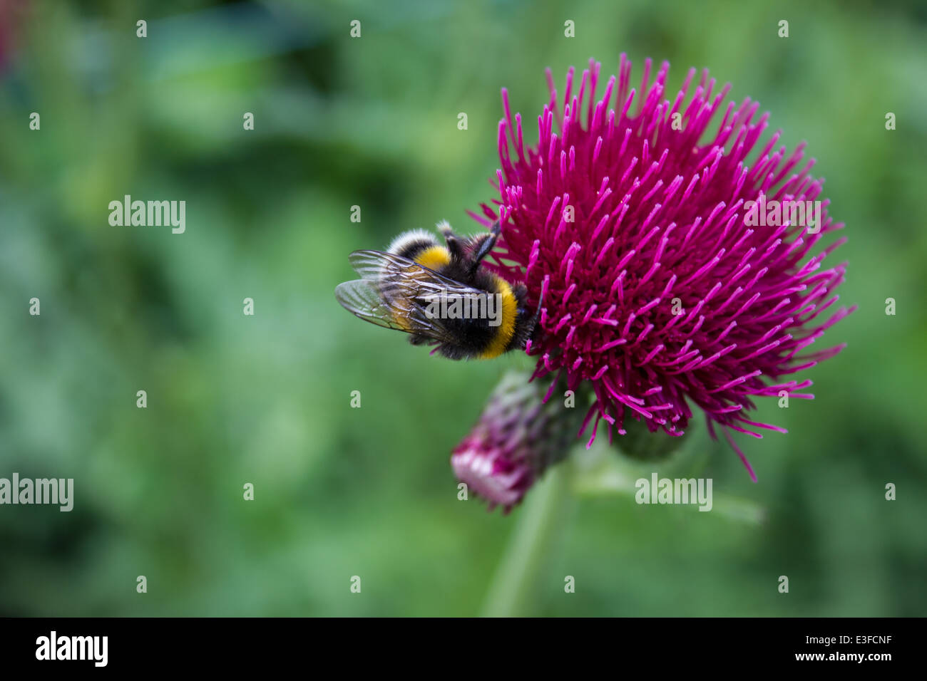 Wightwick Manor is a Victorian manor house located on Wightwick Bank ...