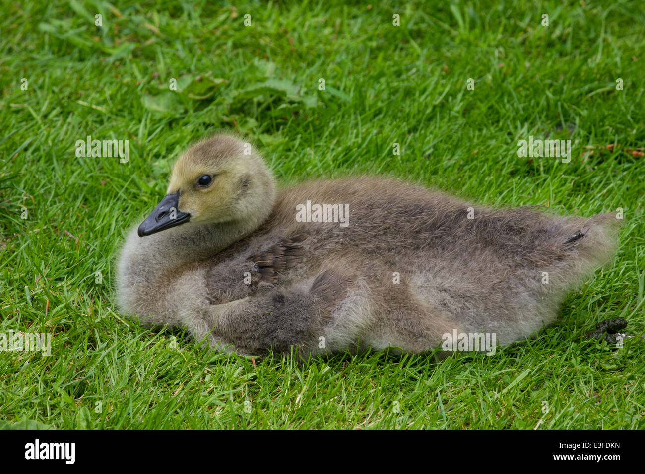 Wightwick Manor is a Victorian manor house located on Wightwick Bank ...