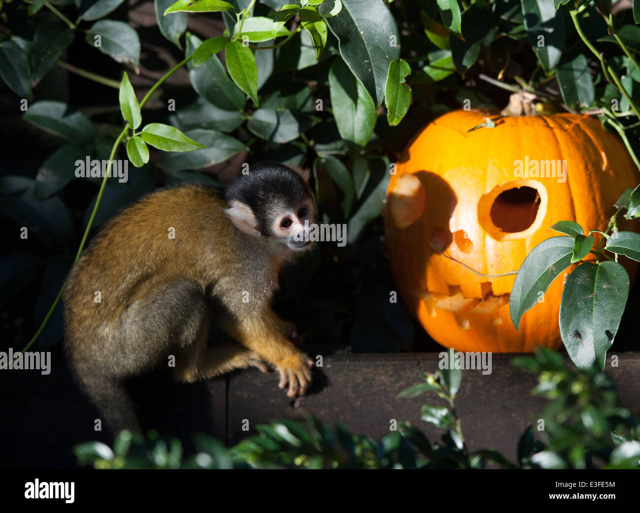 Dinner time at ZSL London Zoo is getting a macabre makeover in time for ...
