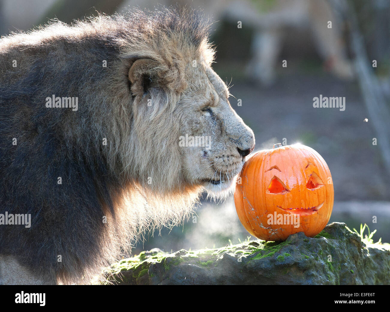 Dinner time at ZSL London Zoo is getting a macabre makeover in time for ...