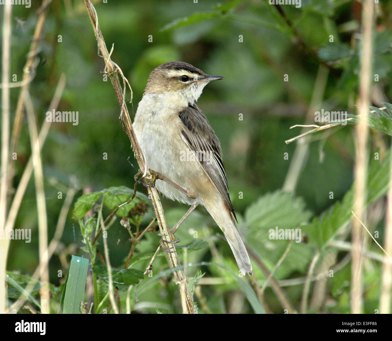 Sedge Warbler Acrocephalus schoenobaenus Stock Photo - Alamy