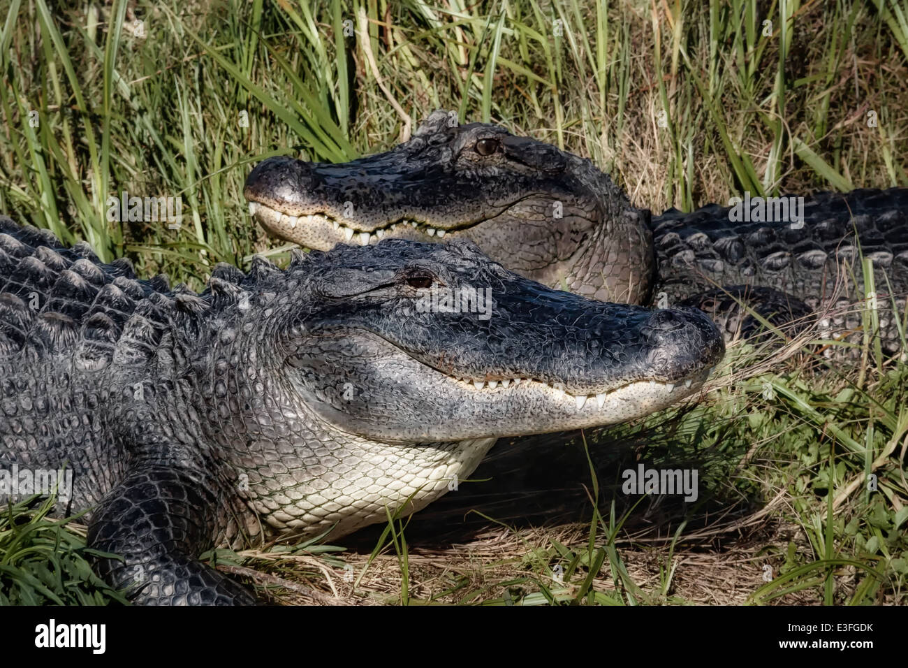Two Alligators resting in the sun Stock Photo - Alamy