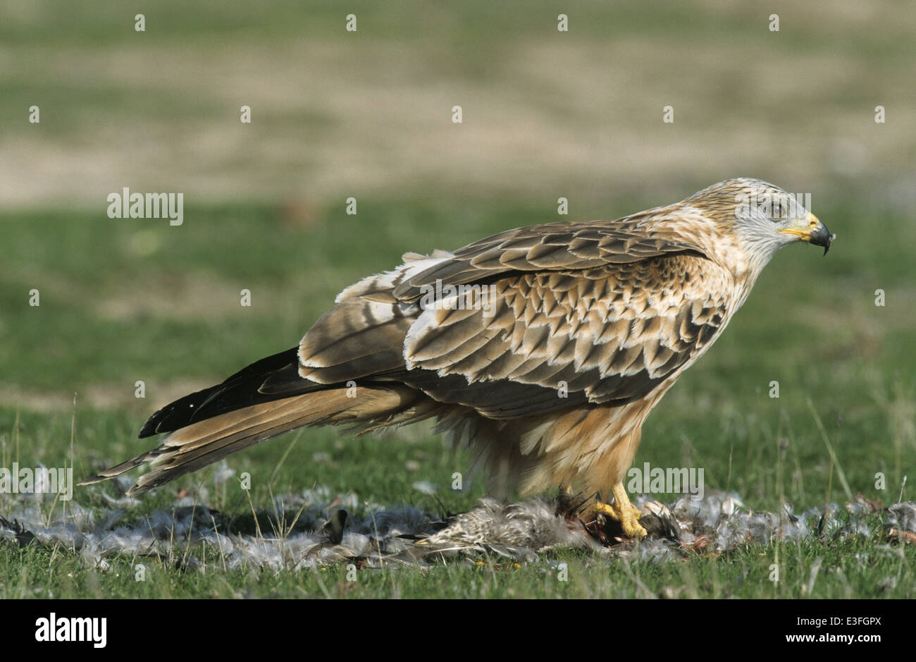 Red Kite Milvus milvus Stock Photo - Alamy