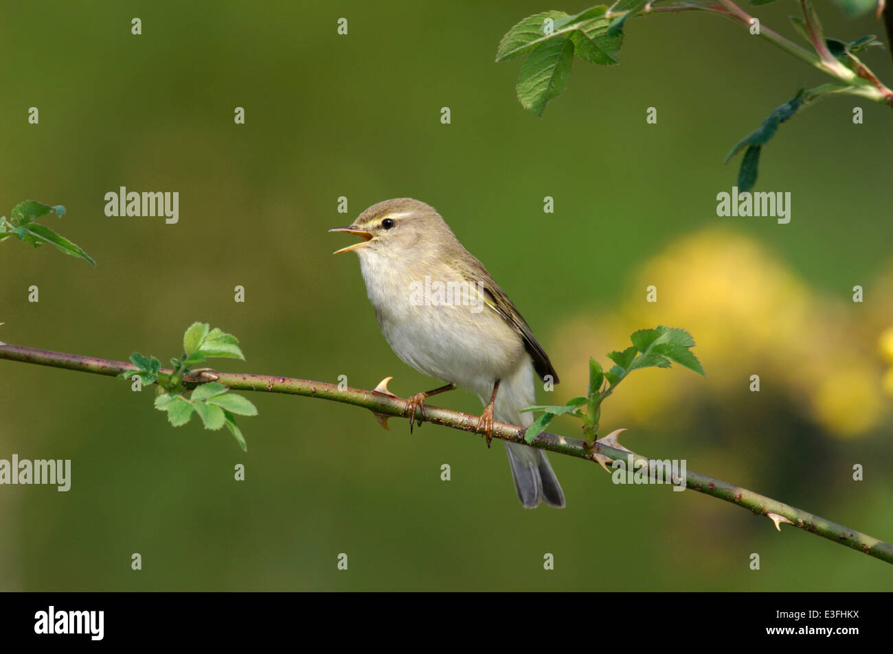 Willow Warbler Phylloscopus trochilus Stock Photo - Alamy